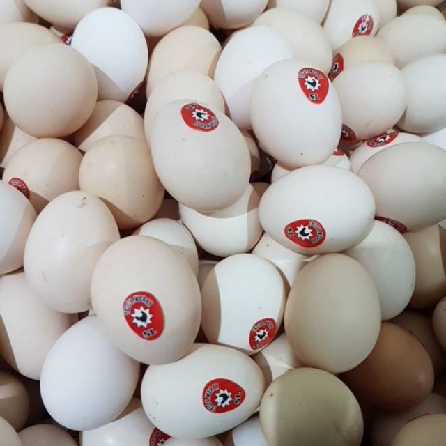 Jual Telur Kampung Omega Merah Asli Murah Satuan Bagus Baru | Shopee ...
