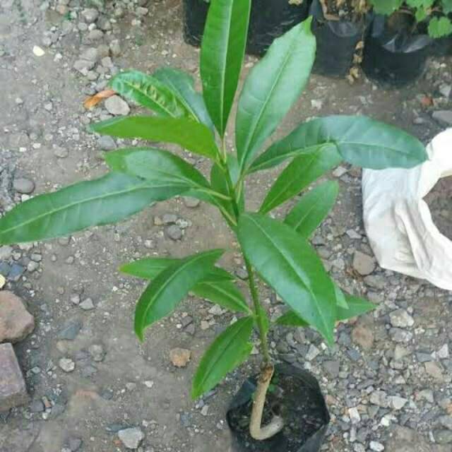 Jual Bibit pohon bintaro pohon Bintaro pohon pelindung Bintaro bunga ...