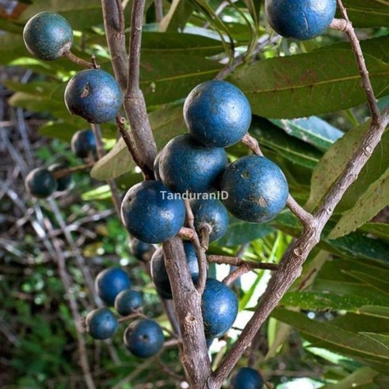 Jual Tanaman Jenitri ( genitri ) | Shopee Indonesia