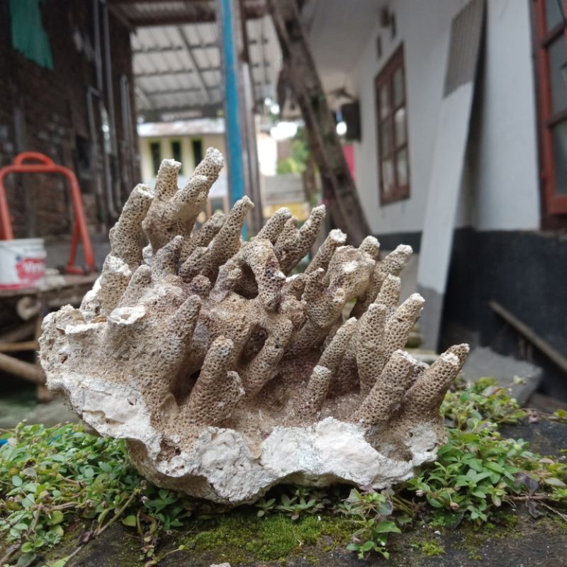 Jual BATU HIASAN AQUARIUM/ MAINAN IKAN HIAS/ ORNAMEN BATU KARANG LAUT ASLI/ RUMAH IKAN/ RUMAH ...