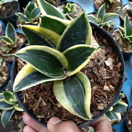 Jual Tanaman Hias Sansivera Pagoda - Sansivera Mini - Sansivera Gold ...