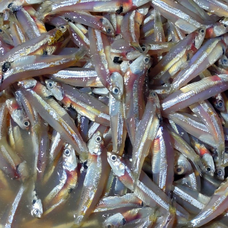 Jual ikan teri basah segar | Shopee Indonesia