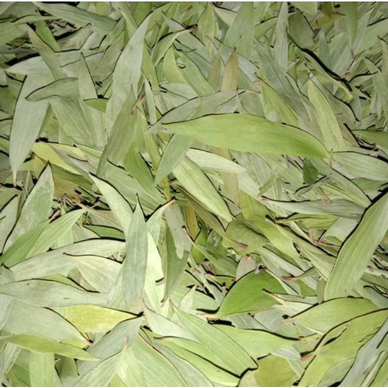 Jual Daun Kayu Putih kering (100gr) | Shopee Indonesia