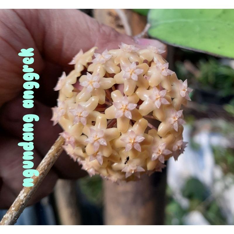 Jual hoya bunga kuning | Shopee Indonesia