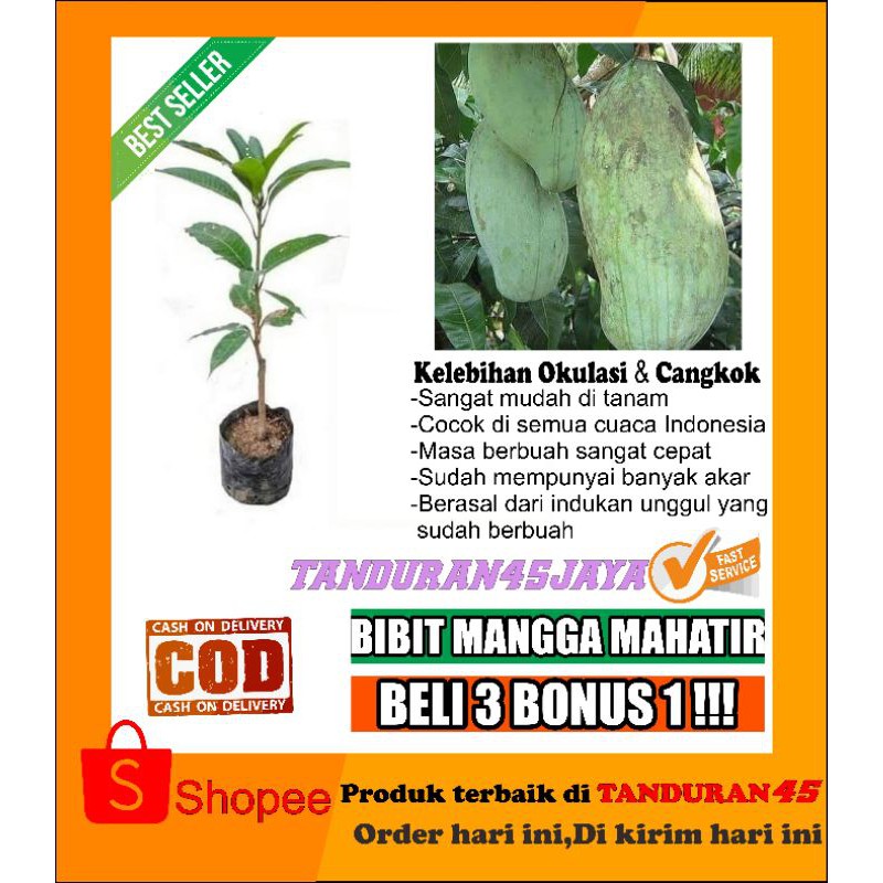 Jual BIBIT MANGGA MAHATIR SUPER JUMBO | Shopee Indonesia