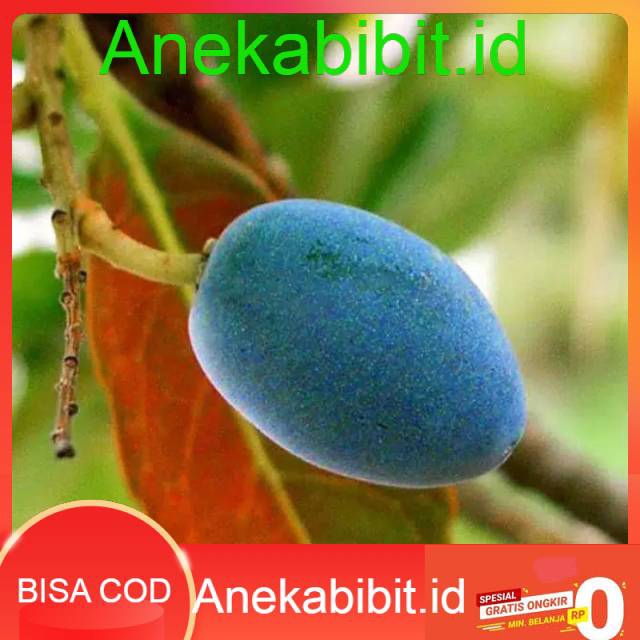 Jual bibit tanaman jenitri / genitri rudraksa / pohon jenitri (COD ...