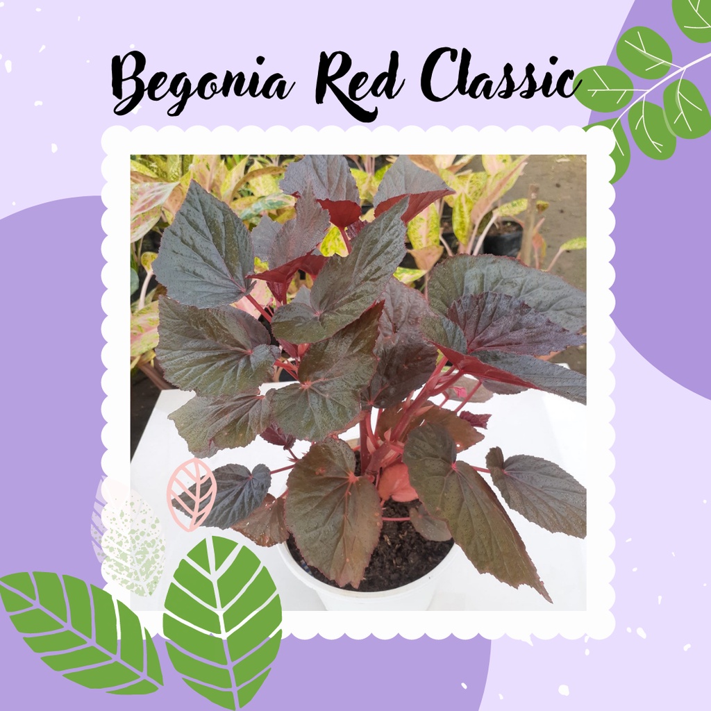 Jual Tanaman Begonia Red Classic Bunga Begonia Red Classic | Shopee ...