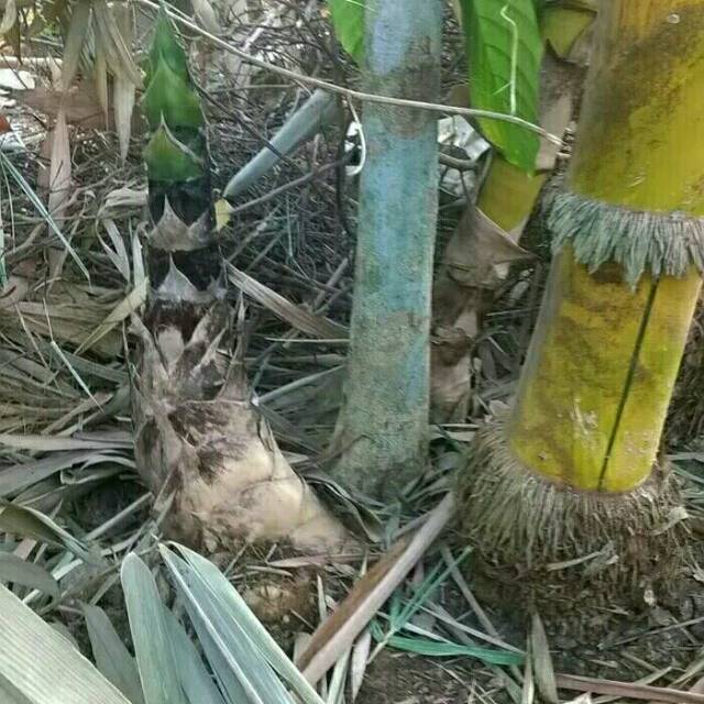 Jual Rebung bambu kuning anak bambu | Shopee Indonesia