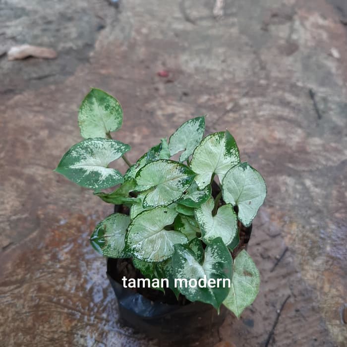 Jual POHON SINGONIUM VARIEGATED MINI-tanaman singonium variegata super ...