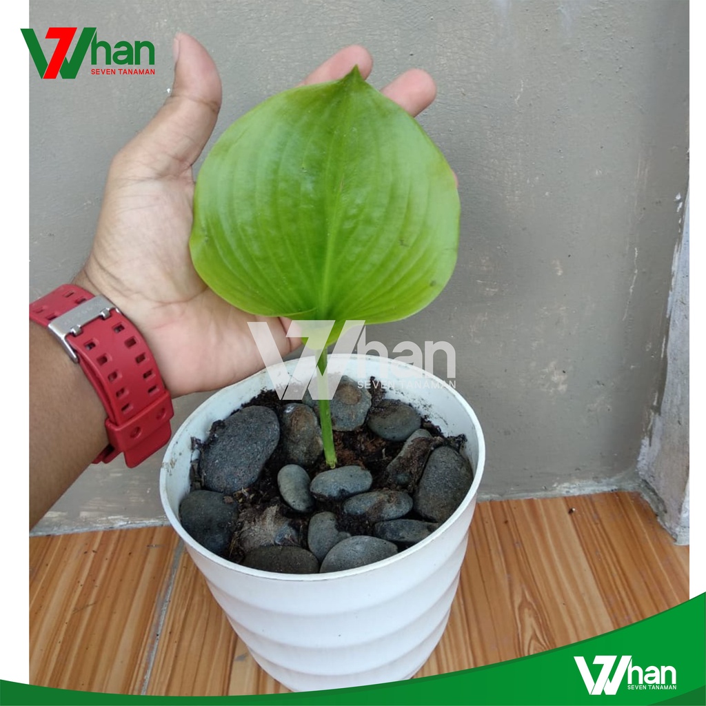 Jual TANAMAN HIAS HOSTA PLANTAGINEA GREEN WHAN7 TANAMAN | Shopee Indonesia