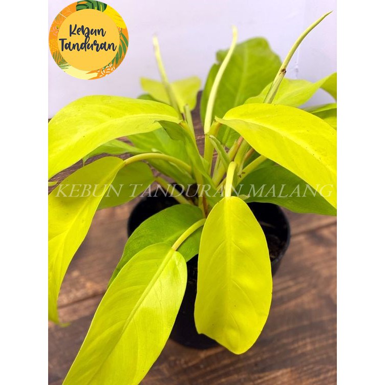 Jual Promo! Tanaman Hias Philodendron Lemon Lime / philo golden ...