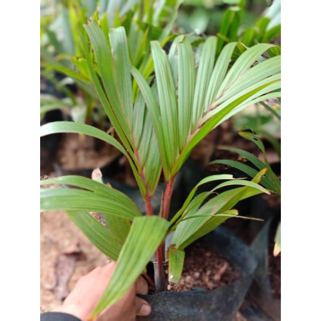 Jual Tanaman Hias Palem Merah Botol tanaman indoor outdoor | Shopee ...