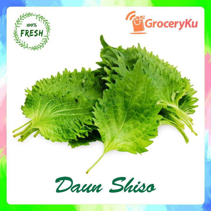 Jual DAUN SHISO/DAUN OBA/DAUN PERILLA/JAPAN HERB SEGAR/FRESH (PACK/IKAT ...