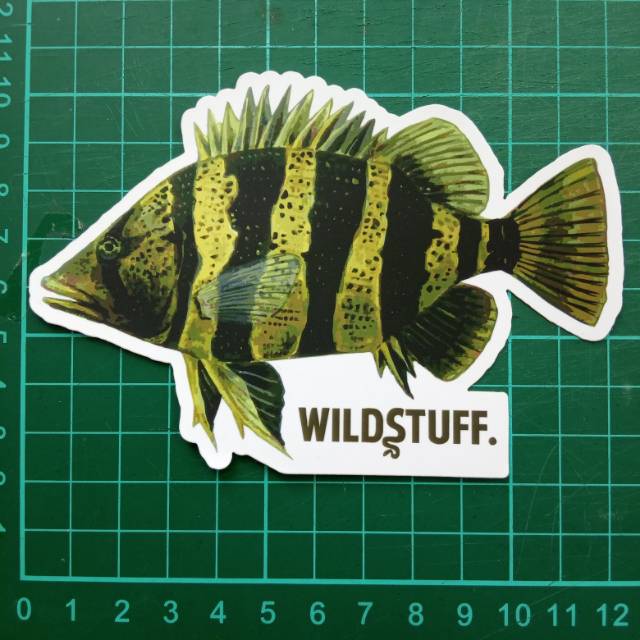 Jual Sticker Wildstuff - New Guinea Tigerfish Datnioides campbelli NGT ...
