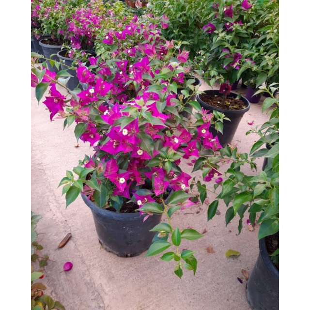 Jual Bibit Bunga Tanaman Hias Bunga Bougenville Bunga Ungu-Kembang ...
