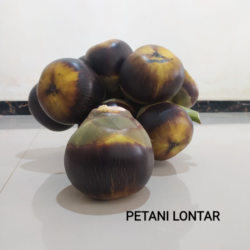 Jual BUAH LONTAR, 1 Buah bulat ( isi 3 biji buah ) | Shopee Indonesia
