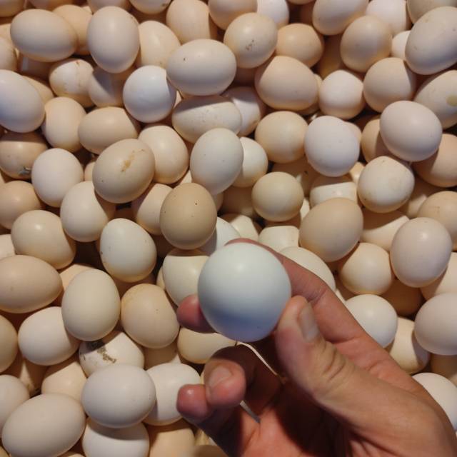 Jual TELUR AYAM KAMPUNG FRESH 1 PACK ISI 30 BUTIR | Shopee Indonesia