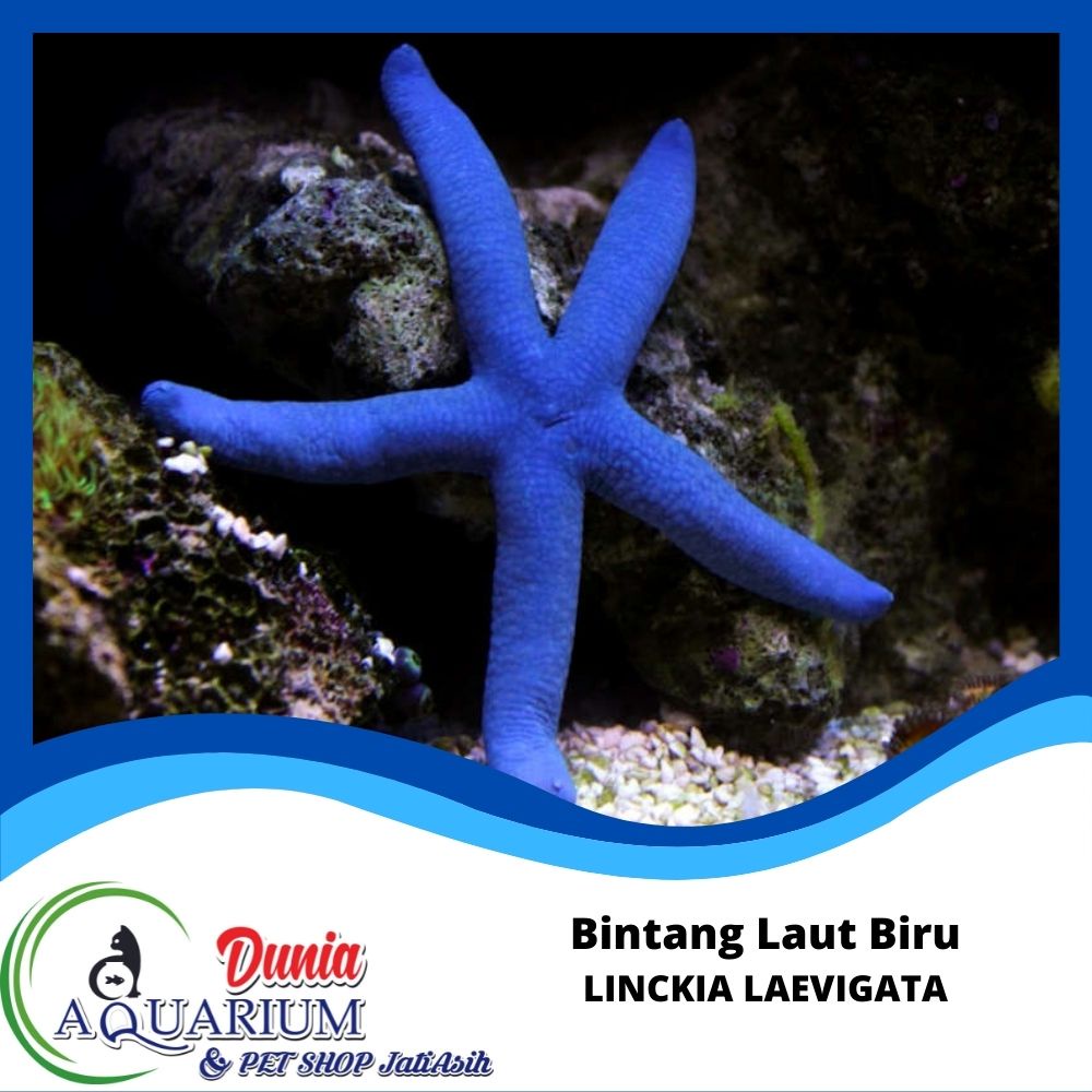 Jual Bintang Laut Biru Aquarium Laut Marine Reef Tank | Shopee Indonesia