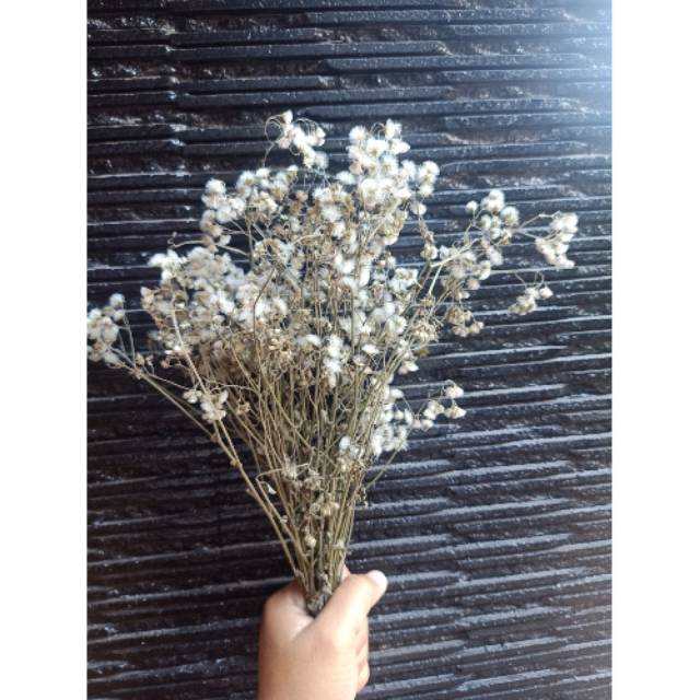 Jual Bunga kering (satu ikat) | Shopee Indonesia