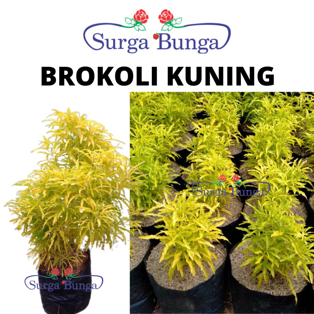 Jual Bibit Tanaman Bunga Brokoli Hias Kuning ( Euodia ridleyi) | Shopee ...