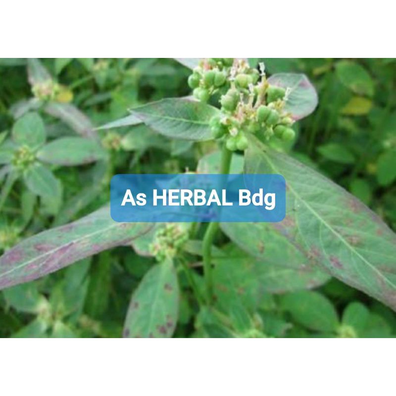 Jual Daun kate mas atau patik mas suduk mentul daun kastroli segar 300 ...