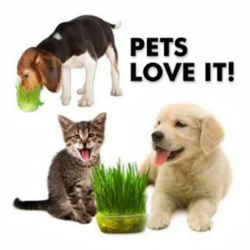 Jual benih rumput kucing 1kg / cat grass / benih wheat grass bukan ...