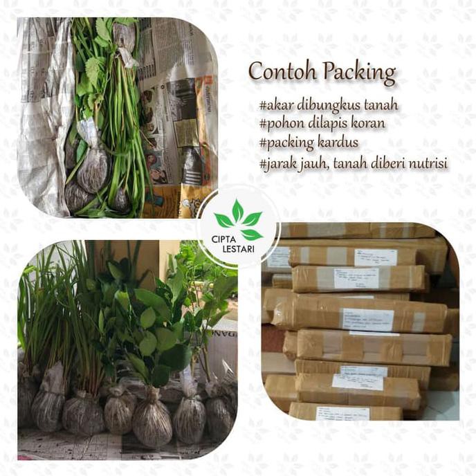 Jual Bibit Pohon Buah Ceri Seri Kersen Talok Keres Kersem - Tanaman ...