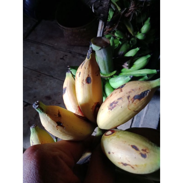 Jual Pisang Ulin Pisang Putri Pisang Mas Pisang Barli Pisang Mulai ...