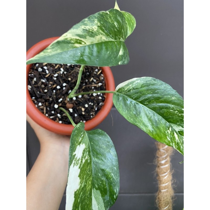 Jual Tanaman Epipremnum pinnatum variegata | Shopee Indonesia