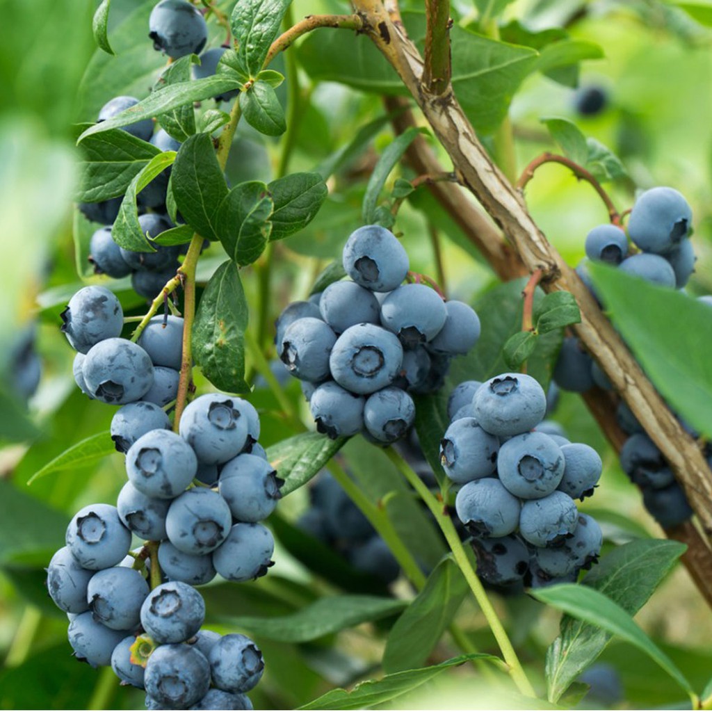 Jual 10 Bibit Blueberry Import Benih Buah Blueberry Berkualitas Super ...