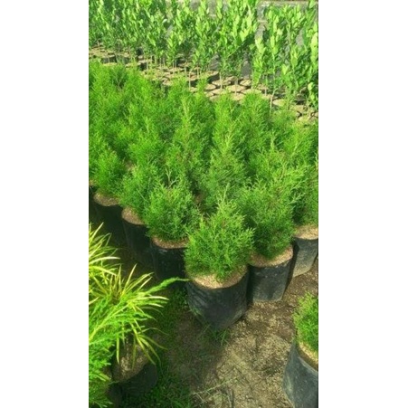Jual Cemara rentes 1 meter - tanaman Cemara rentes 1 meter MURAH ...