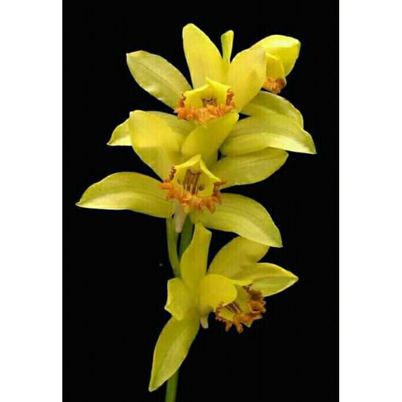 Jual anggrek tanah paius flafus | Shopee Indonesia