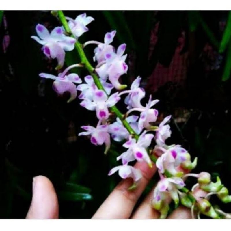 Jual anggrek kuku macan dewasa/retusa | Shopee Indonesia