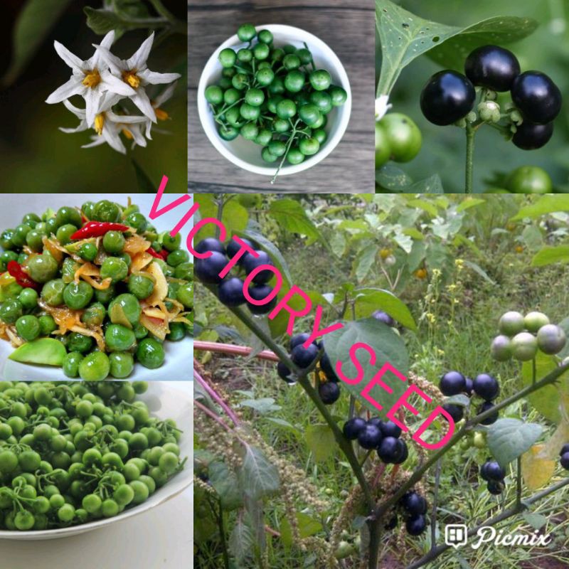 Jual Victory Seed Bibit Benih Lenca Leunca (Isi 50 Biji) | Shopee Indonesia