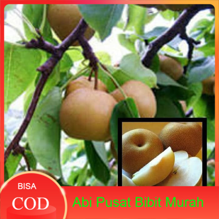 Jual Tanaman Buah Pear Asia (Pir cangkok) batang super besar | Shopee ...