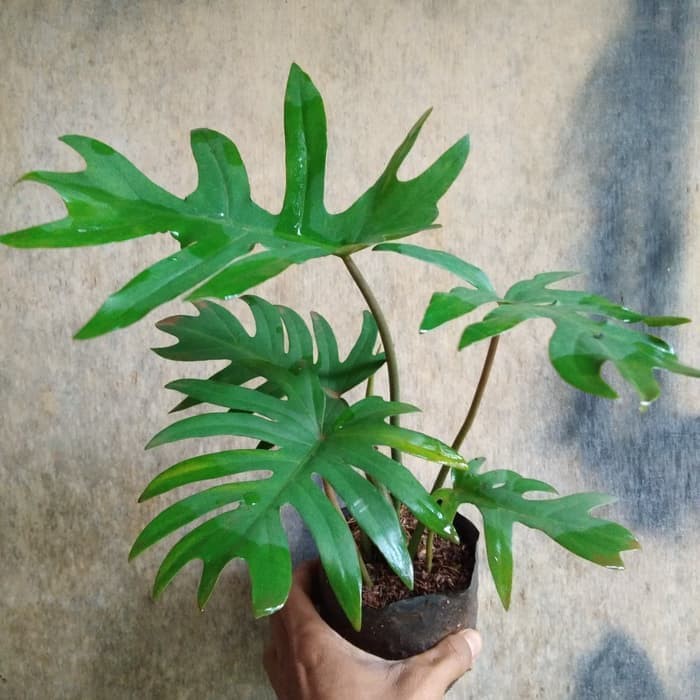 Jual Tanaman hias philodendron mayoi - philo mayoicare | Shopee Indonesia