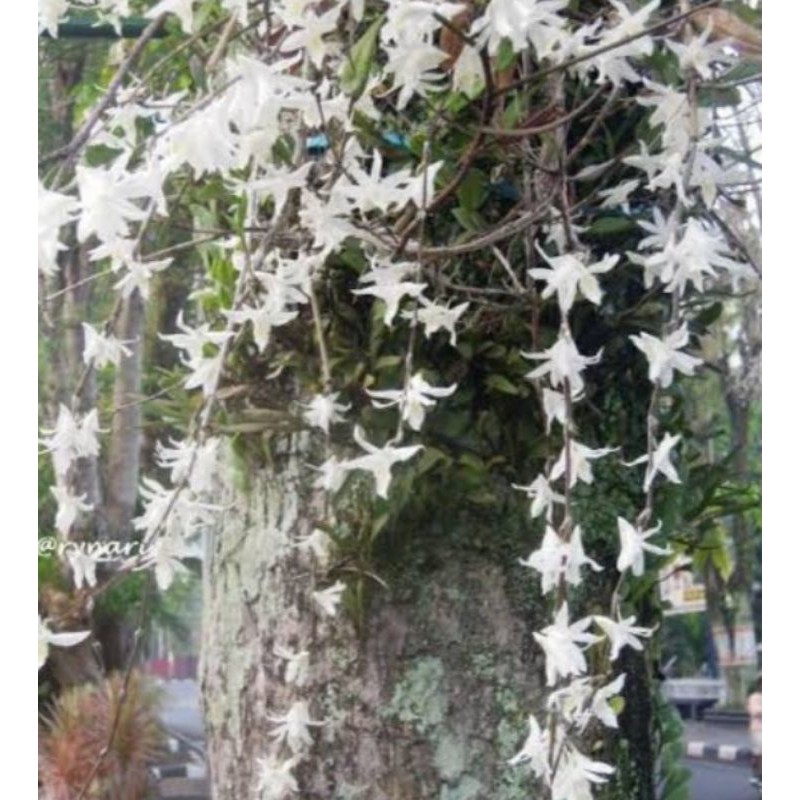Jual ANGGREK MERPATI DEWASA / DENDROBIUM MERPATI | Shopee Indonesia