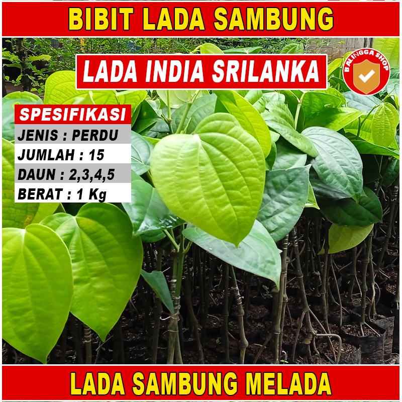 Jual 15 Bibit Lada Perdu India Srilanka | Shopee Indonesia