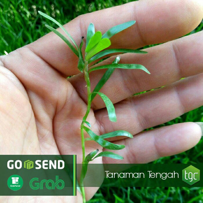 Jual Stargrass / Heteranthera zosterifolia - Emersed | Shopee Indonesia