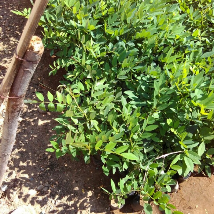 Jual Murah! Bibit Tanaman Pohon Indigofera Super | Shopee Indonesia