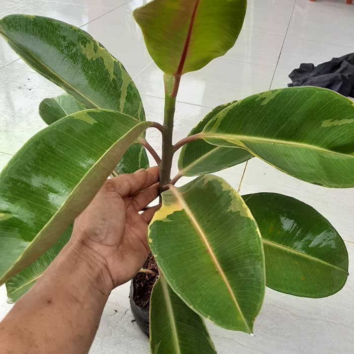 Jual FICUS ELASTICA VARIEGATA-tanaman karet kebo variegata | Shopee ...
