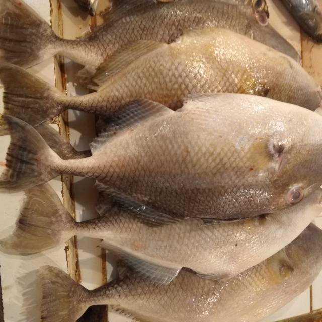 Jual Jual ikan etong segar / ikan ayam ayam segar min 1kg | Shopee ...