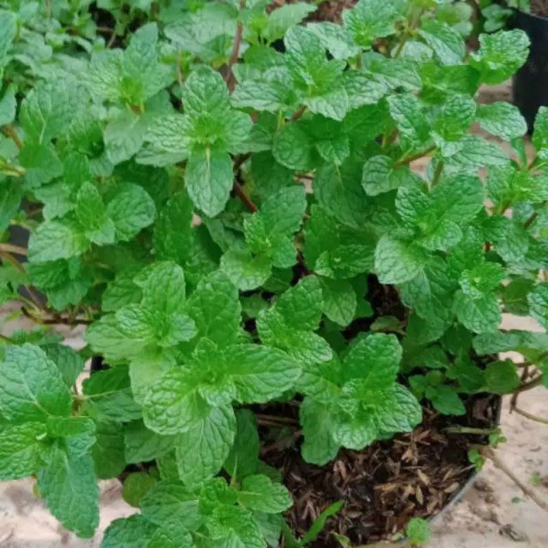 Jual tanaman herbal daun mint rimbun(pakai pot) | Shopee Indonesia