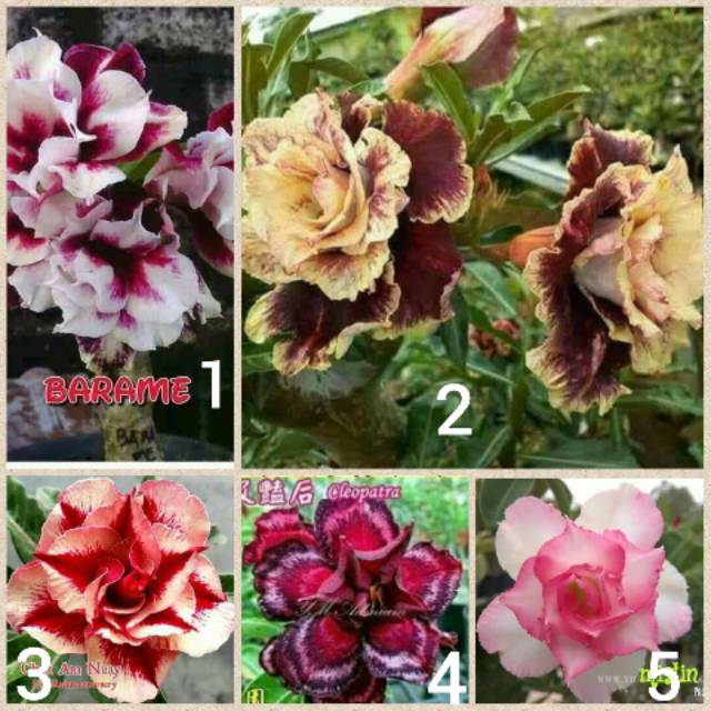 Jual Paket bunga adenium tumpuk. | Shopee Indonesia