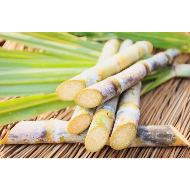 Jual tebu kuning atau tebu gula manis 1 kg | Shopee Indonesia