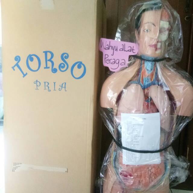 Jual Torso pria setengah badan | Shopee Indonesia