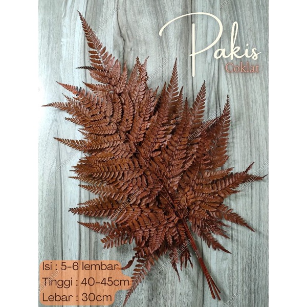 Jual BUNGA PAKIS KERING | ISI 5 TANGKAI | BUNGA PAKU KERING | DRIED ...