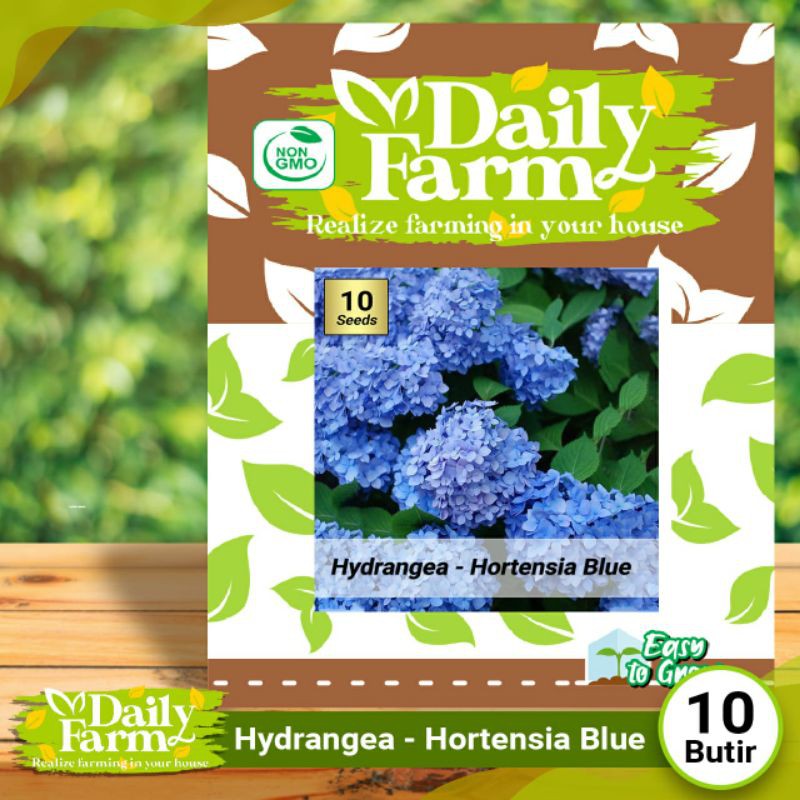 Jual Benih Bunga Hydrangea - Bunga Bokor - Hortensia Blue - Daily Farm ...