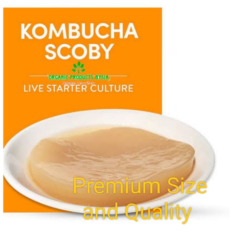 Jual Scoby Kombucha / Jamur Dipo Large (Stok Terbatas)/Premium | Shopee ...
