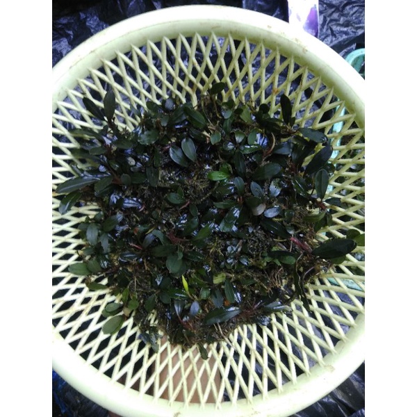 Jual bucephalandra-Blackpink-Sanggau | Shopee Indonesia